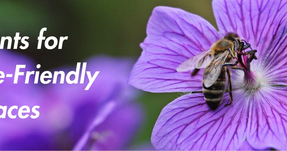 Bee-friendly-plants — DataLab